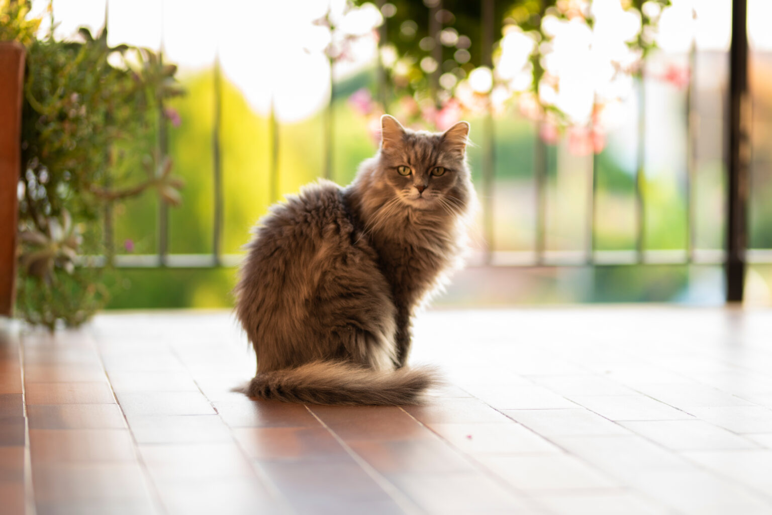 Will My Cat Jump Off the Balcony? - Loveland Regional Animal Hospital