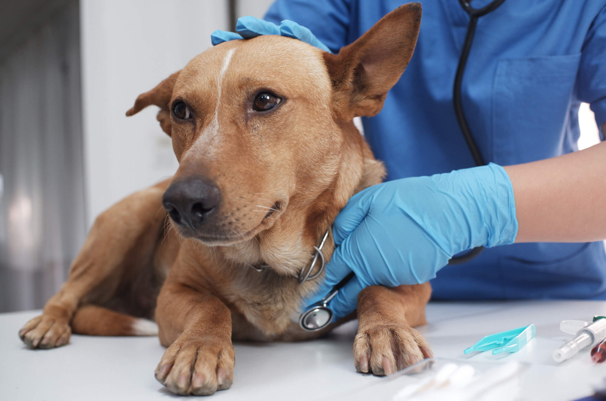 How Often Do Dogs and Cats Need Wellness Exam Check-Ups - Loveland ...